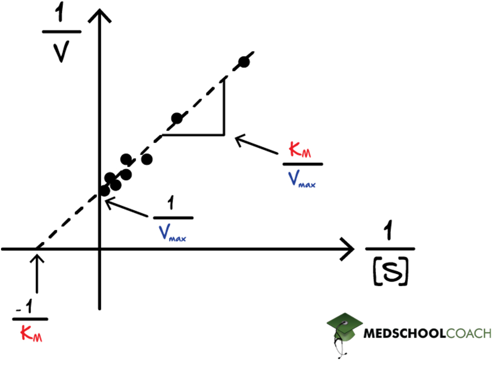Lineweaver Burk Plots – MCAT Biochemistry | MedSchoolCoach