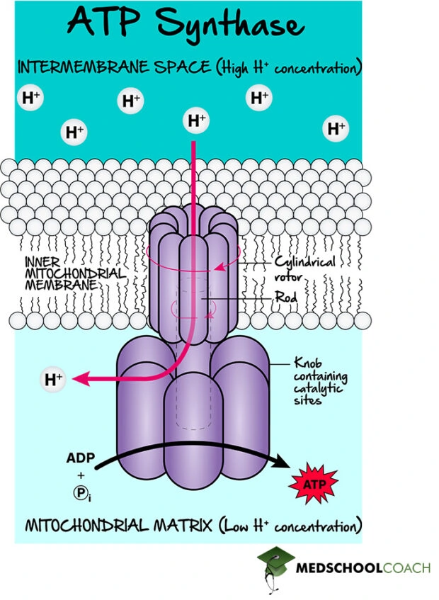 Chemiosmotic Coupling & Proton Motive Force – MCAT Biochemistry | MedSchoolCoach