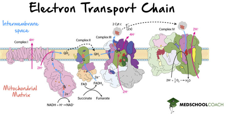 Electron Transport Chain – MCAT Biochemistry | MedSchoolCoach