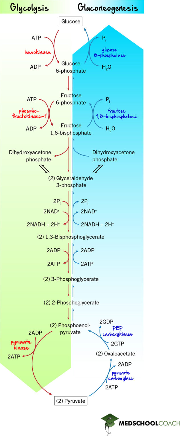 Gluconeogenesis – MCAT Biochemistry | MedSchoolCoach