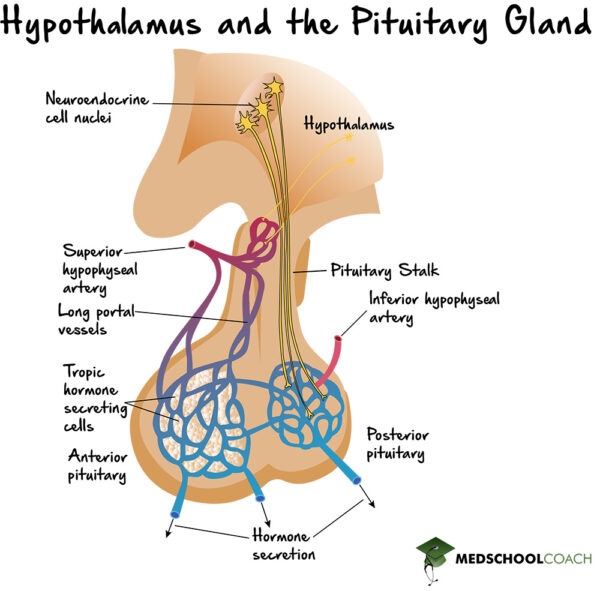 Hypothalamus and the Pituitary Gland – MCAT Biology | MedSchoolCoach