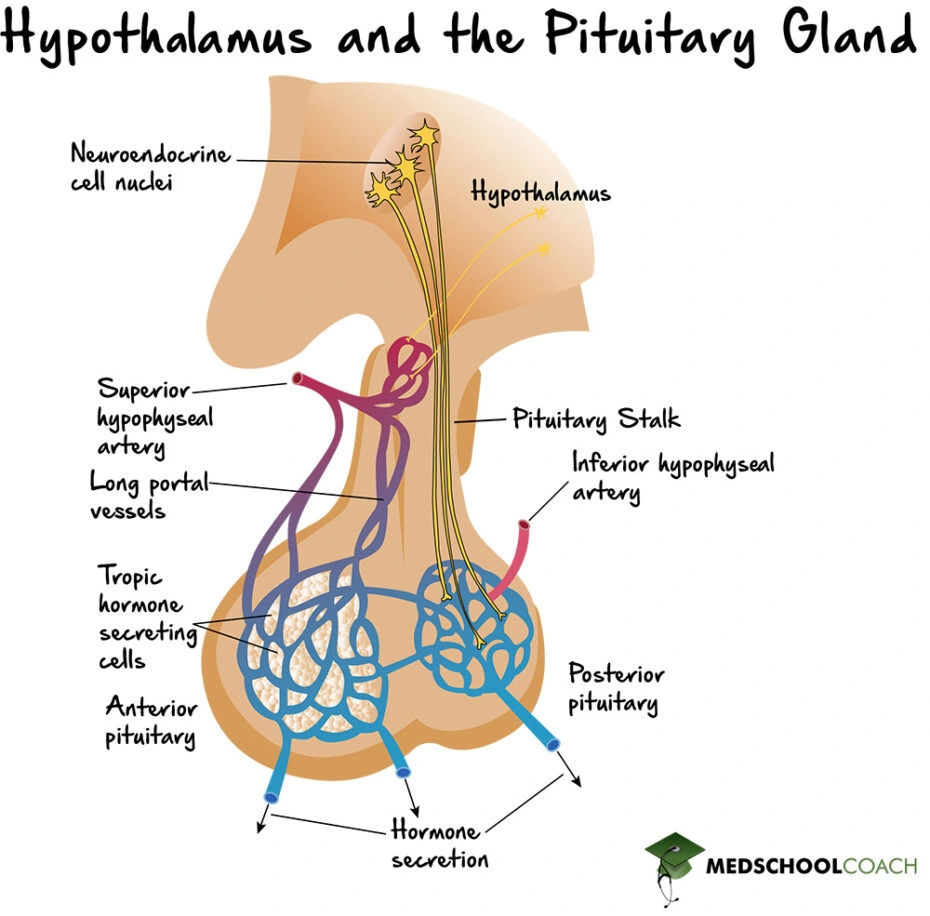 Hypothalamus and the Pituitary Gland – MCAT Biology | MedSchoolCoach