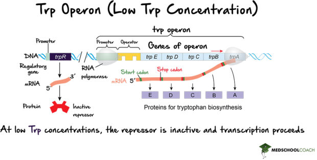 Operons & Prokaryotic Gene Expression Part 1 – MCAT Biology ...