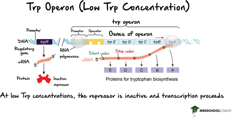 Operons & Prokaryotic Gene Expression Part 1 – MCAT Biology ...