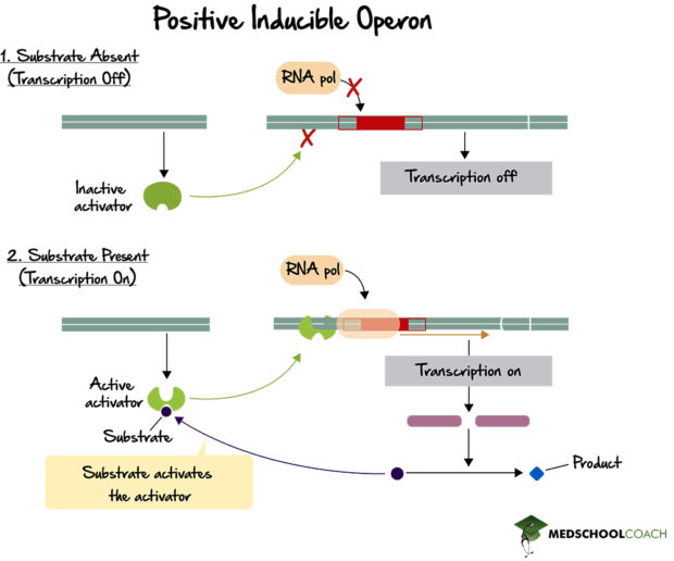 Operons & Prokaryotic Gene Expression Part 2- MCAT Biology | MedSchoolCoach