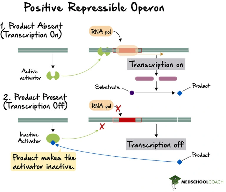 Operons & Prokaryotic Gene Expression Part 2- MCAT Biology | MedSchoolCoach