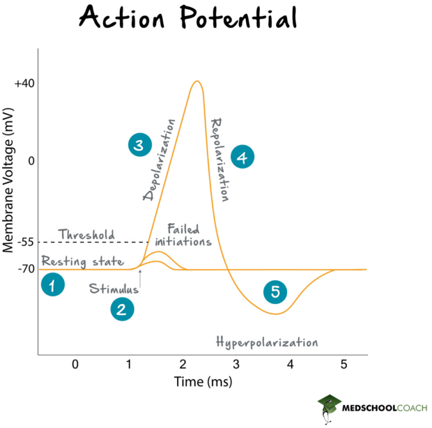 Action Potentials, Refractory Period, and Summation – MCAT Biology ...