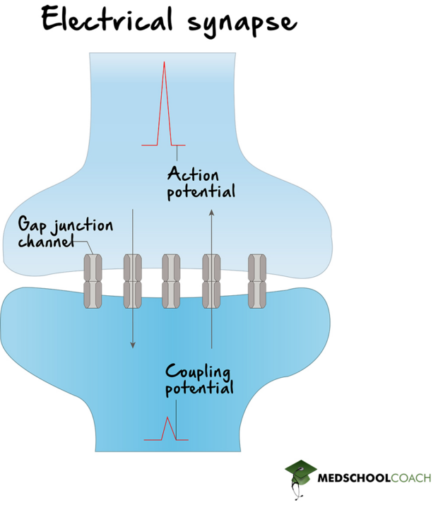 Synapse – MCAT Biology | MedSchoolCoach