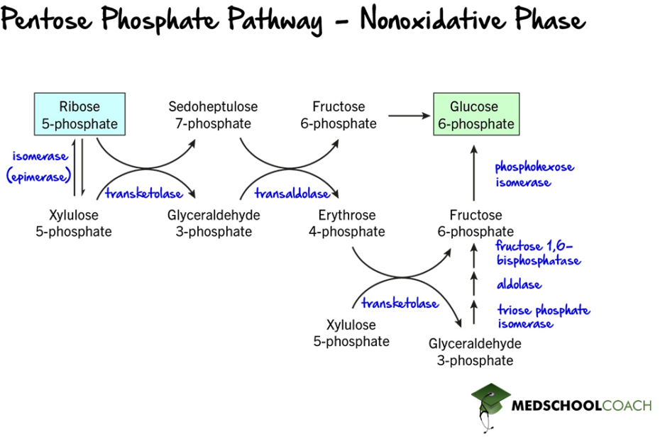 Pentose Phosphate Pathway – MCAT Biochemistry | MedSchoolCoach