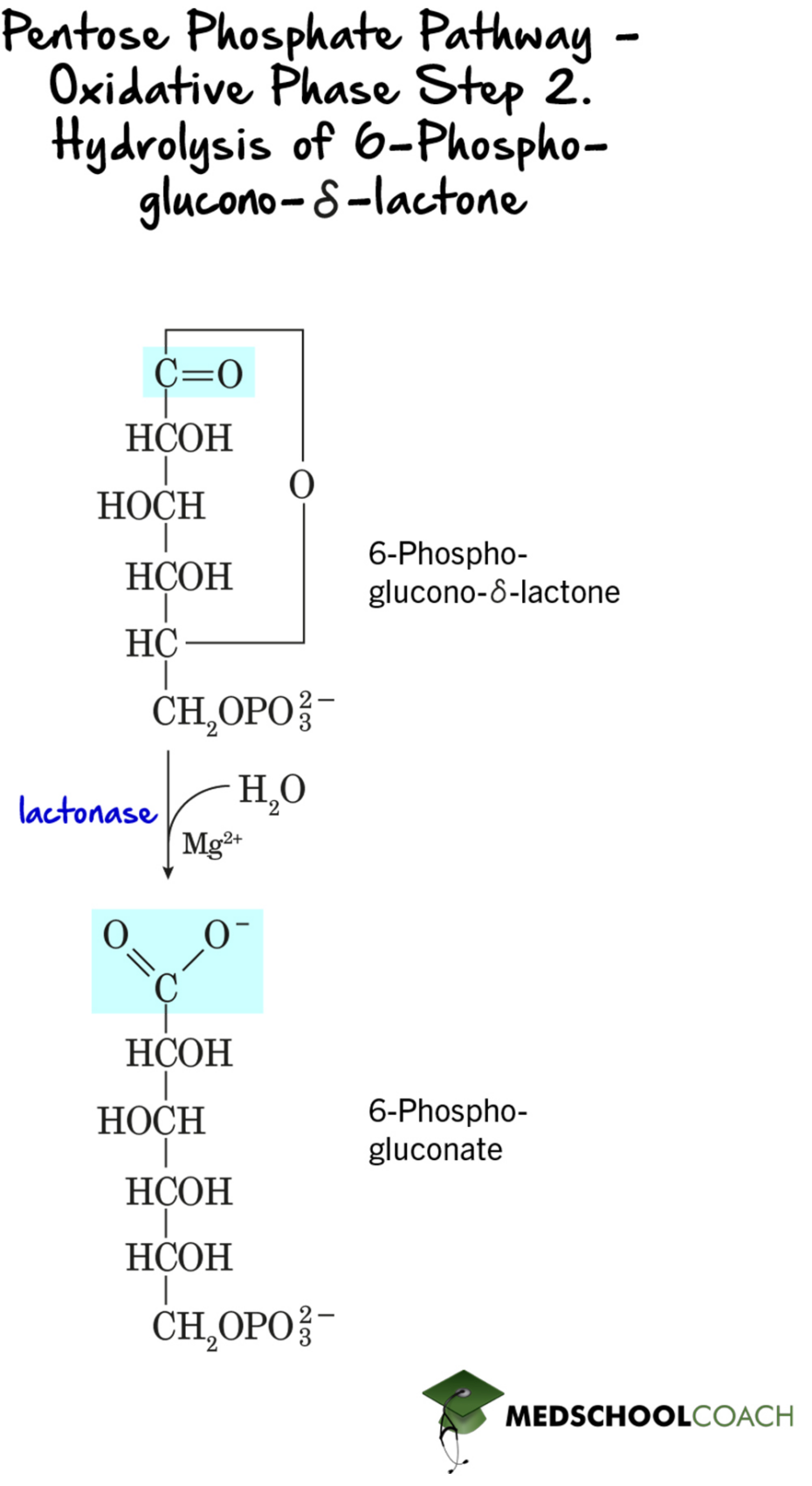 Pentose Phosphate Pathway – MCAT Biochemistry | MedSchoolCoach