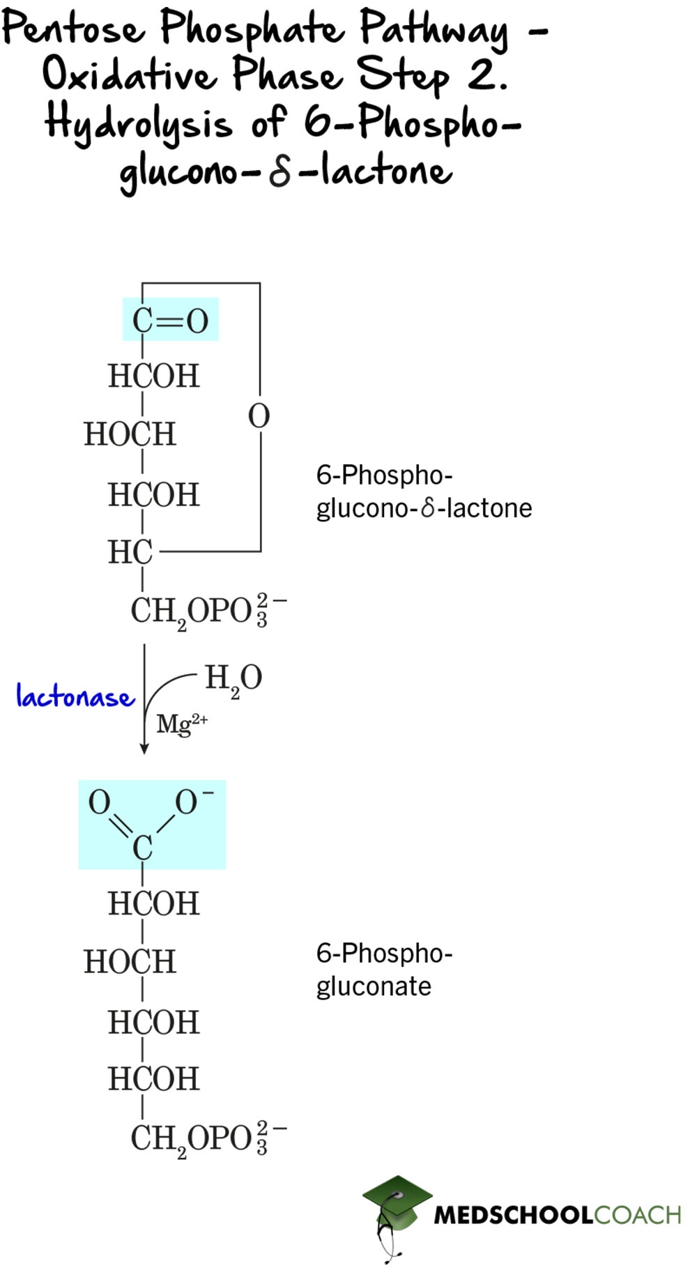 Pentose Phosphate Pathway – MCAT Biochemistry | MedSchoolCoach