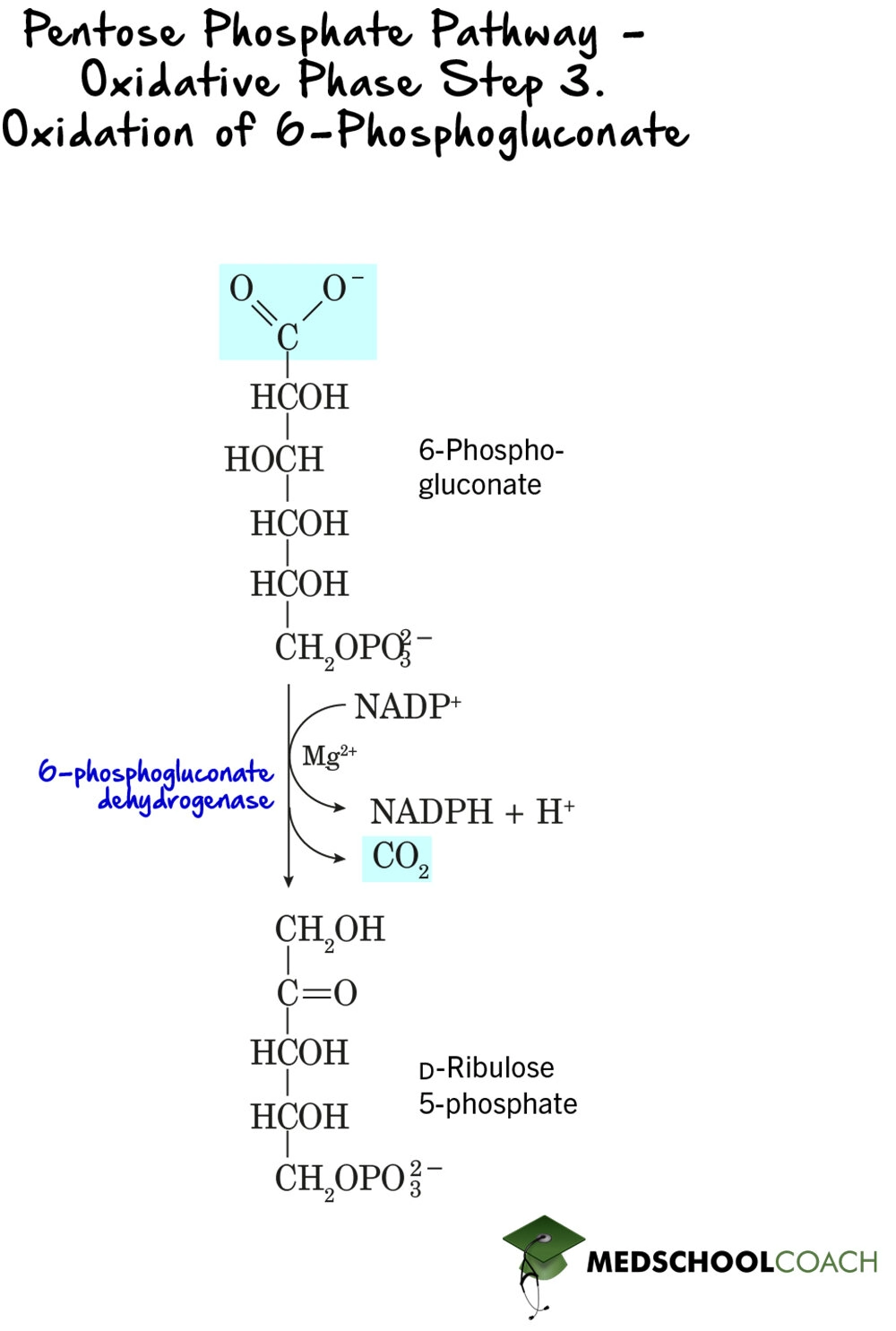 Pentose Phosphate Pathway – MCAT Biochemistry | MedSchoolCoach