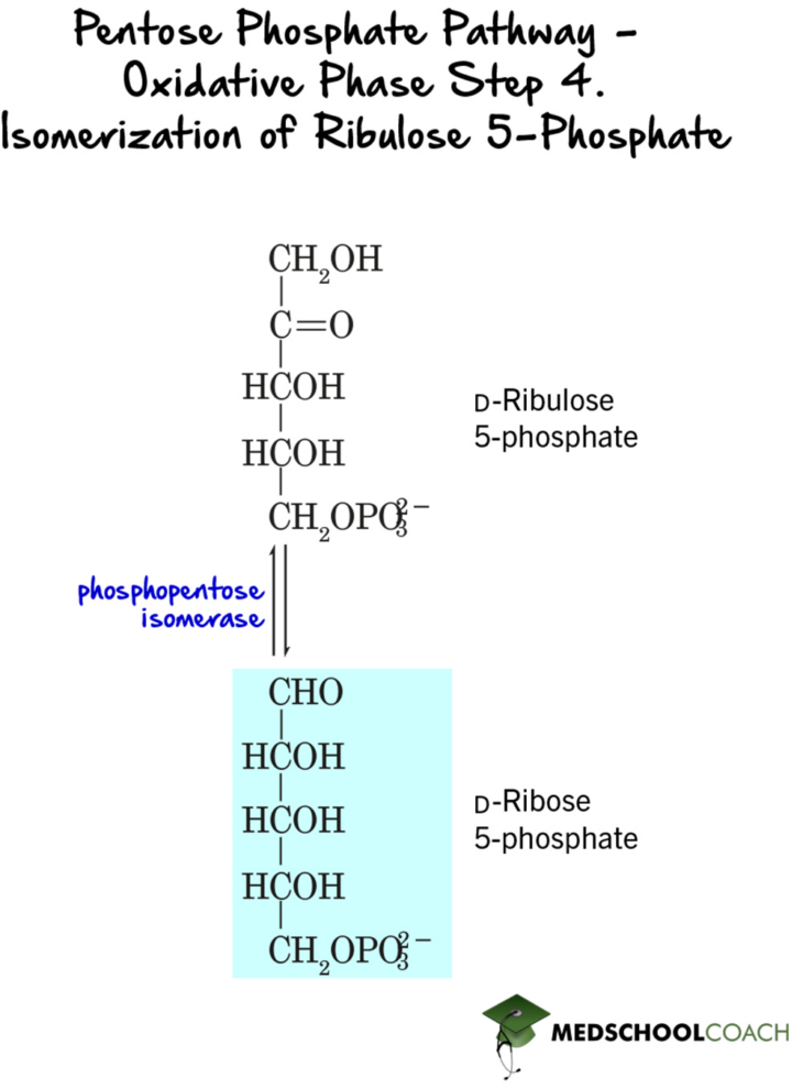 Pentose Phosphate Pathway – MCAT Biochemistry | MedSchoolCoach