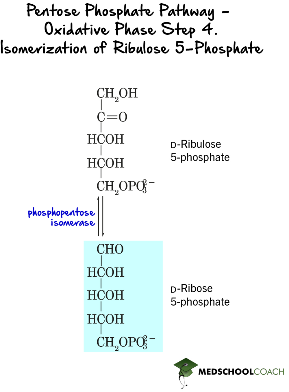 Pentose Phosphate Pathway – MCAT Biochemistry | MedSchoolCoach