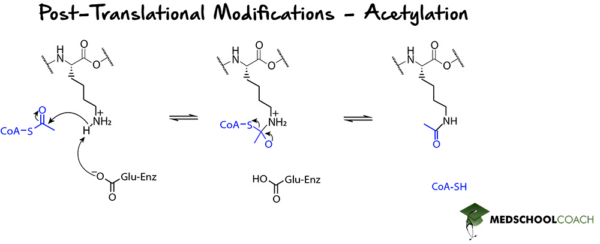 Post-Translational Modification of Proteins – MCAT Biology | MedSchoolCoach