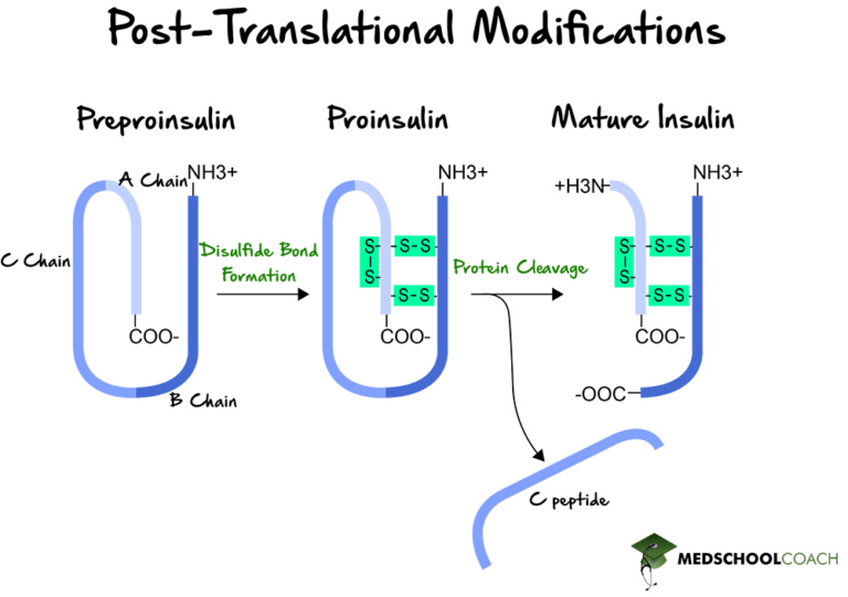 Post-Translational Modification of Proteins – MCAT Biology | MedSchoolCoach