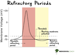 Action Potentials, Refractory Period, and Summation – MCAT Biology ...