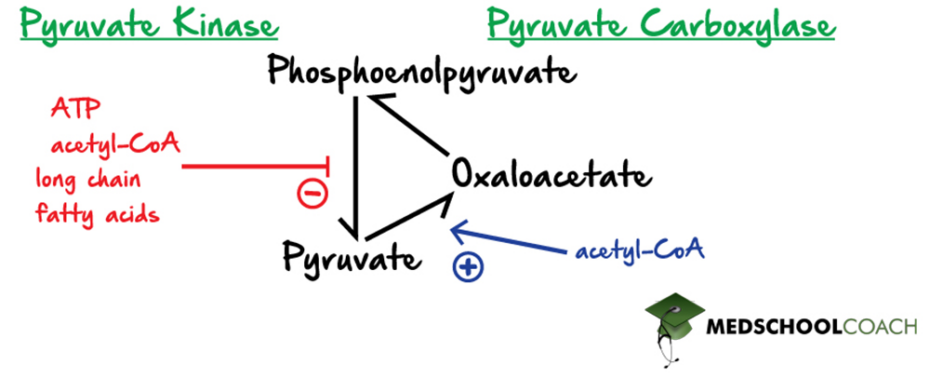 Regulation of Glycolysis and Gluconeogenesis – MCAT Biochem ...