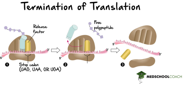 Translation – MCAT Biology | MedSchoolCoach