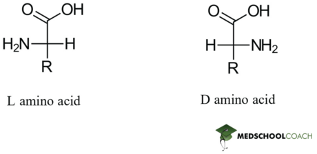 Amino Acid Configuration and Structure – MCAT Biochemistry | MedSchoolCoach