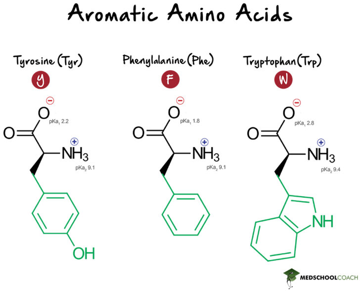 Amino Acid Classification – MCAT Biochemistry | MedSchoolCoach