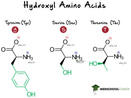 Amino Acid Classification – MCAT Biochemistry | MedSchoolCoach