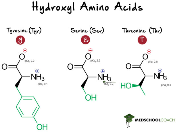 Amino Acid Classification – MCAT Biochemistry | MedSchoolCoach