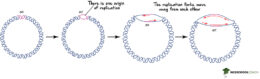 DNA Replication – MCAT Biology | MedSchoolCoach