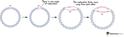 DNA Replication – MCAT Biology | MedSchoolCoach