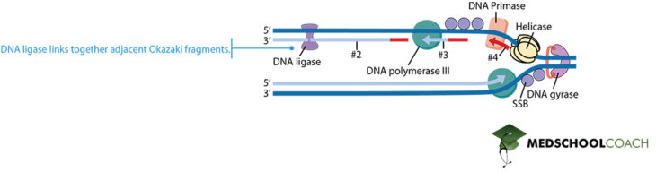 Enzyme Classification – MCAT Biochemistry | MedSchoolCoach