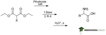 Gabriel Synthesis of Amino Acids – MCAT Biochemistry | MedSchoolCoach