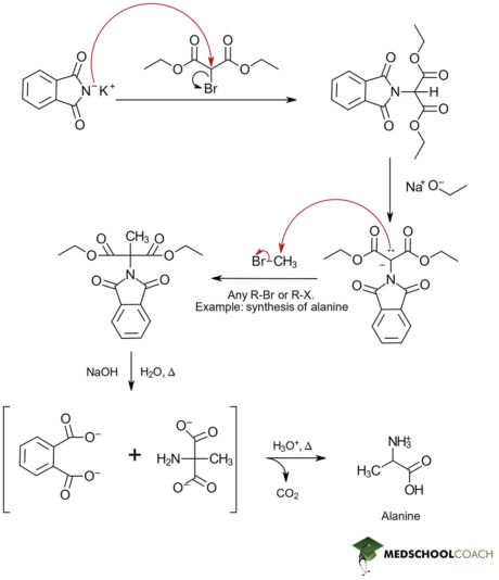 Gabriel Synthesis of Amino Acids – MCAT Biochemistry | MedSchoolCoach