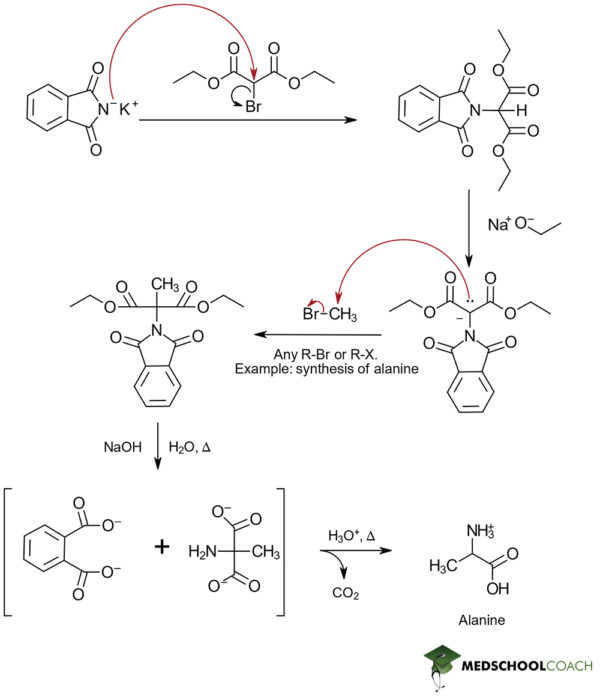 Gabriel Synthesis of Amino Acids – MCAT Biochemistry | MedSchoolCoach