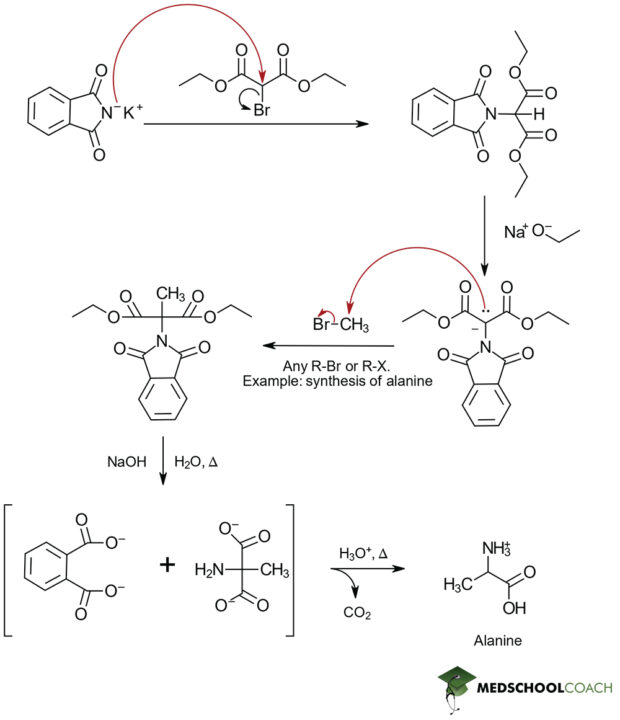 Gabriel Synthesis of Amino Acids – MCAT Biochemistry | MedSchoolCoach