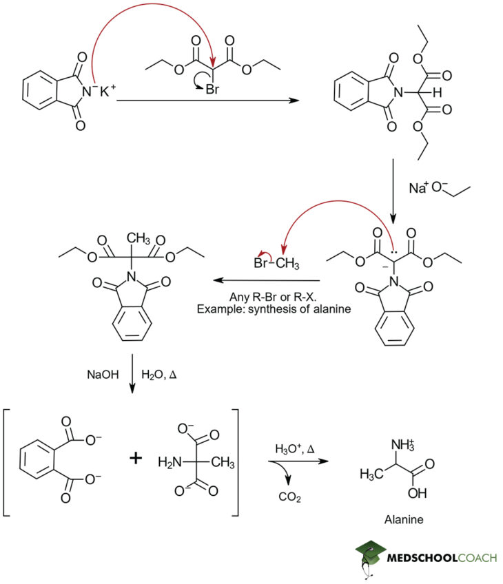 Gabriel Synthesis of Amino Acids – MCAT Biochemistry | MedSchoolCoach