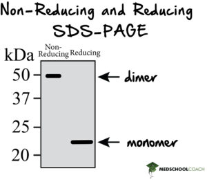 Gel Electrophoresis, PAGE, SDS- PAGE – MCAT Biochemistry | MedSchoolCoach
