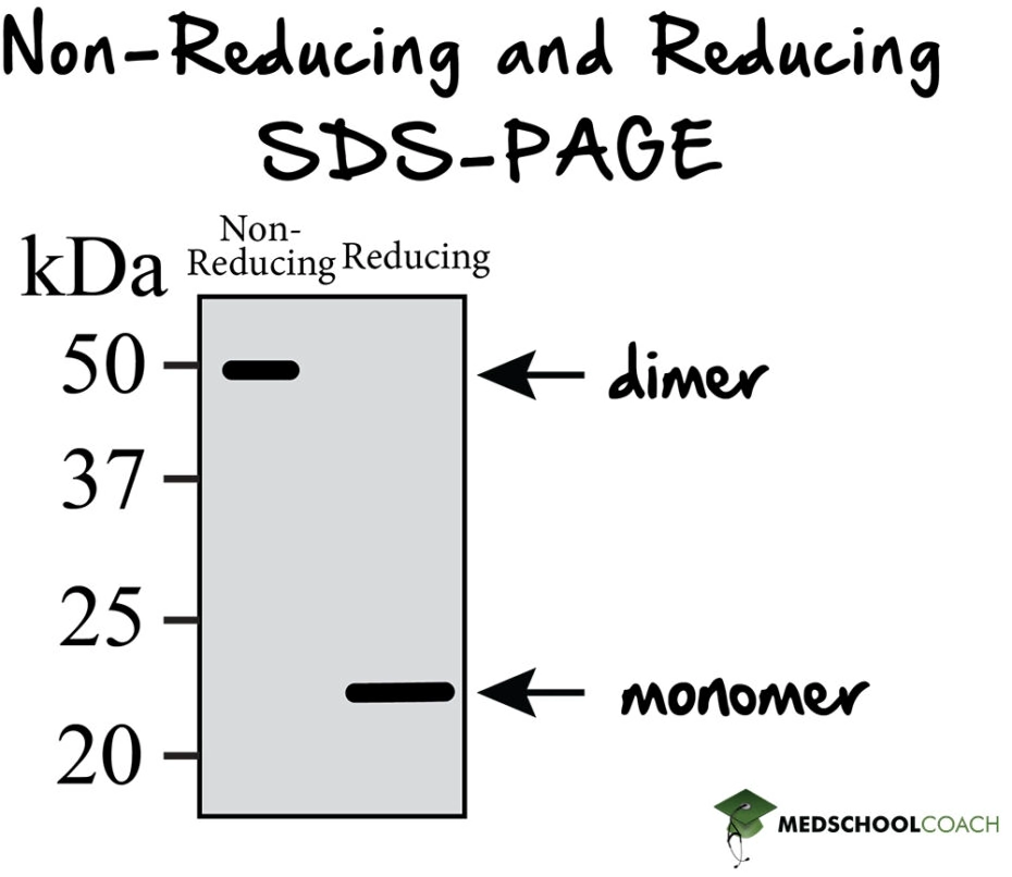 Gel Electrophoresis, PAGE, SDS- PAGE – MCAT Biochemistry | MedSchoolCoach Gel Electrophoresis, PAGE, SDS- PAGE – MCAT Biochemistry | MedSchoolCoach