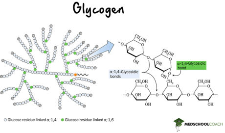 Glycogen Structure & Glycogenolysis – MCAT Biochemistry | MedSchoolCoach