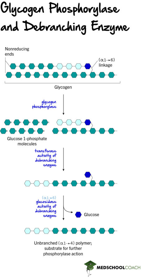Glycogen Structure & Glycogenolysis – MCAT Biochemistry | MedSchoolCoach