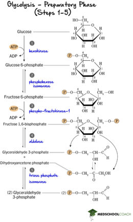 Glycolysis Part 1 – MCAT Biochemistry | MedSchoolCoach