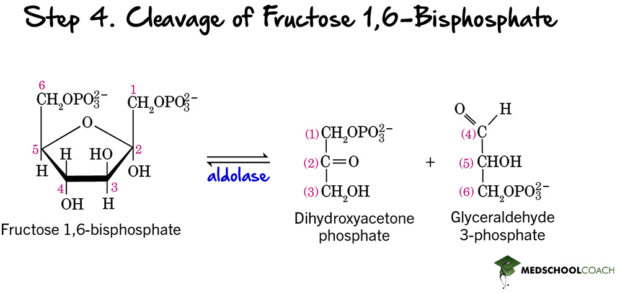 Glycolysis Part 1 – MCAT Biochemistry | MedSchoolCoach