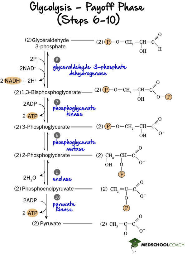 Payoff Phase of Glycolysis – MCAT Biochemistry | MedSchoolCoach