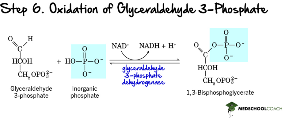 Payoff Phase of Glycolysis – MCAT Biochemistry | MedSchoolCoach