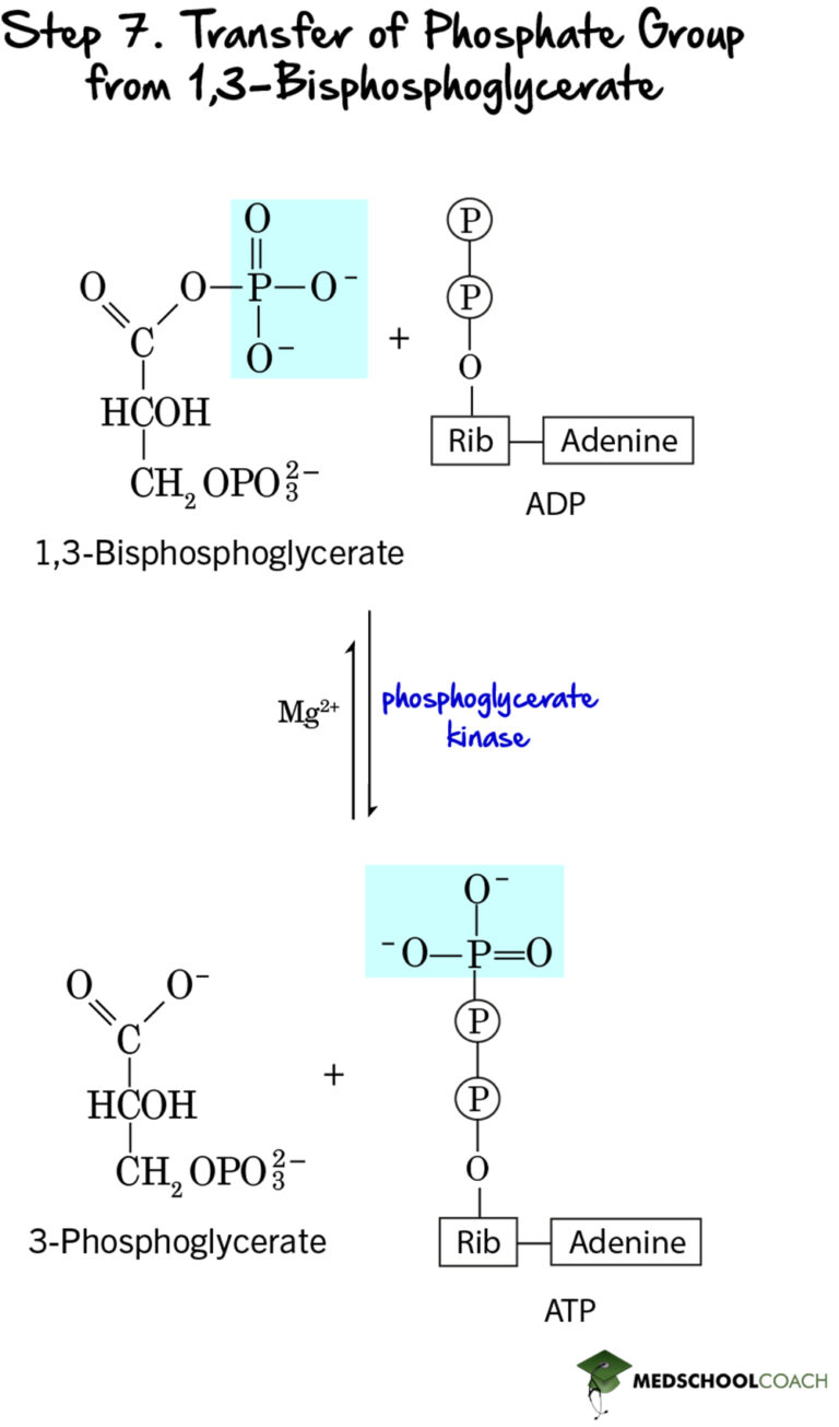 Payoff Phase of Glycolysis – MCAT Biochemistry | MedSchoolCoach