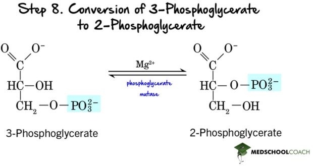 Payoff Phase of Glycolysis – MCAT Biochemistry | MedSchoolCoach