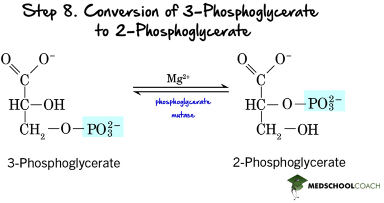Payoff Phase of Glycolysis – MCAT Biochemistry | MedSchoolCoach