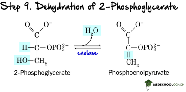 Payoff Phase of Glycolysis – MCAT Biochemistry | MedSchoolCoach