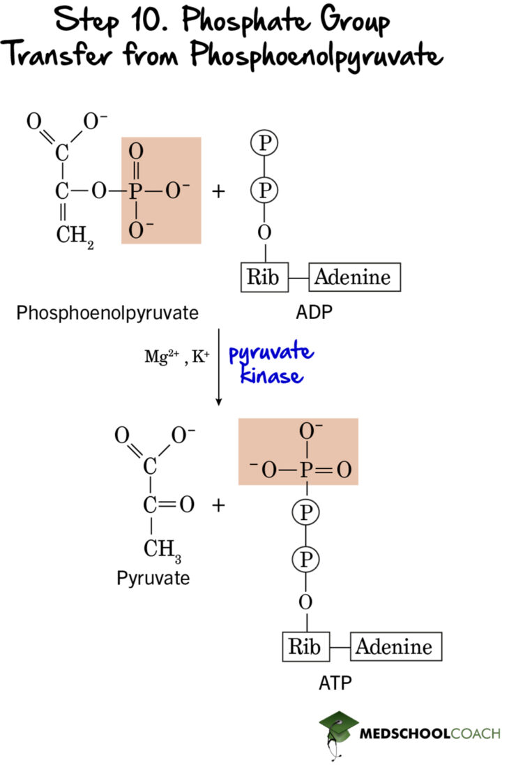 Payoff Phase of Glycolysis – MCAT Biochemistry | MedSchoolCoach