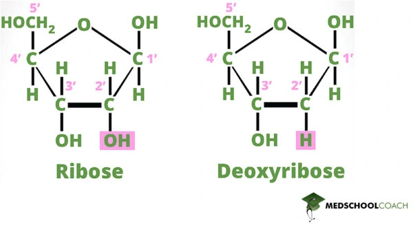 Nucleotides – MCAT Biochemistry | MedSchoolCoach
