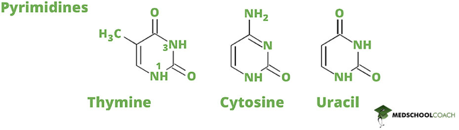 Nucleotides – MCAT Biochemistry | MedSchoolCoach